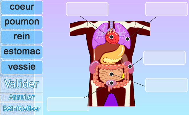 Les mots des organes. Exercice de vocabulaire et orthographe Cp/Ce1 ...
